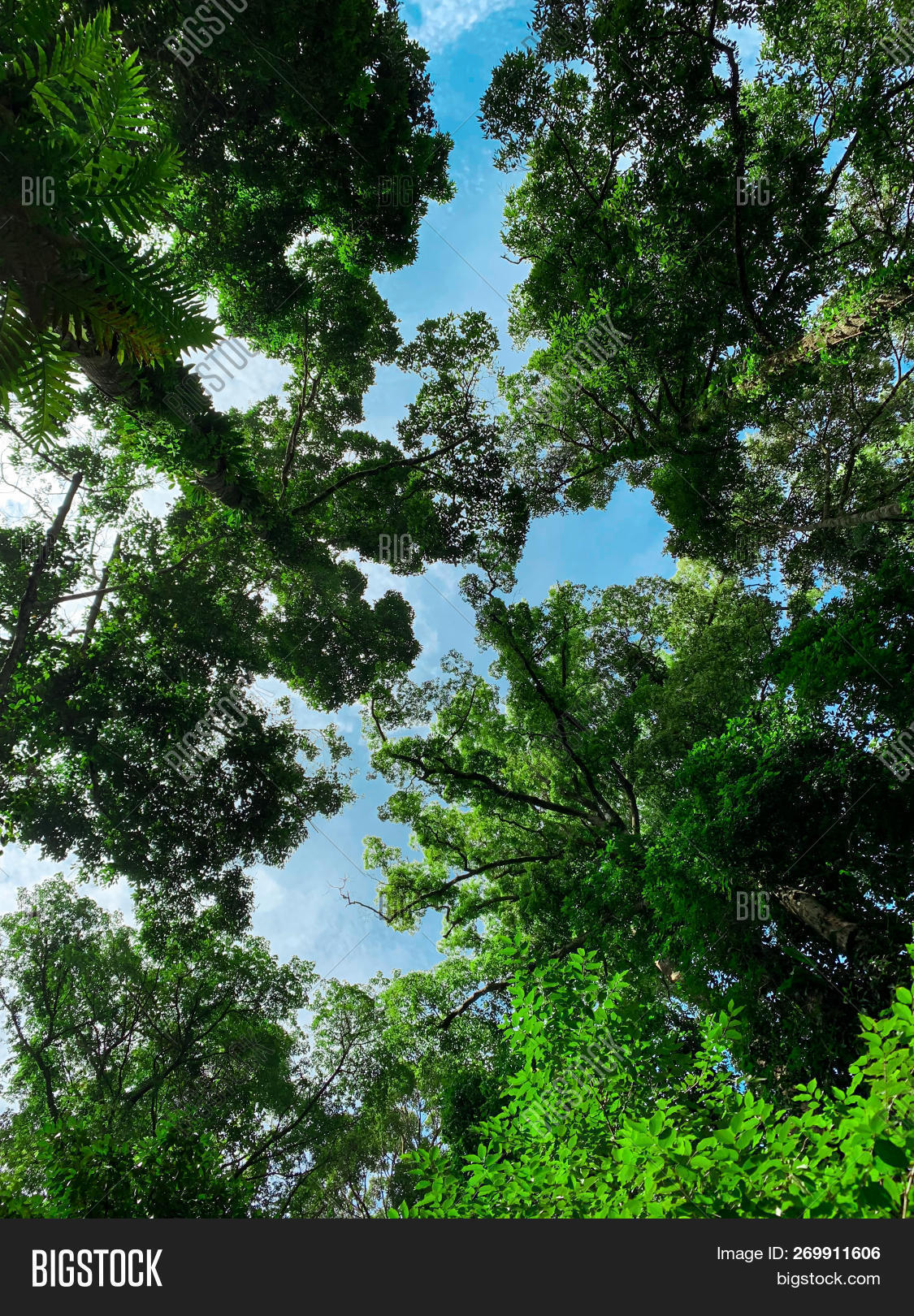 Bottom View Green Tree Image & Photo (Free Trial) | Bigstock