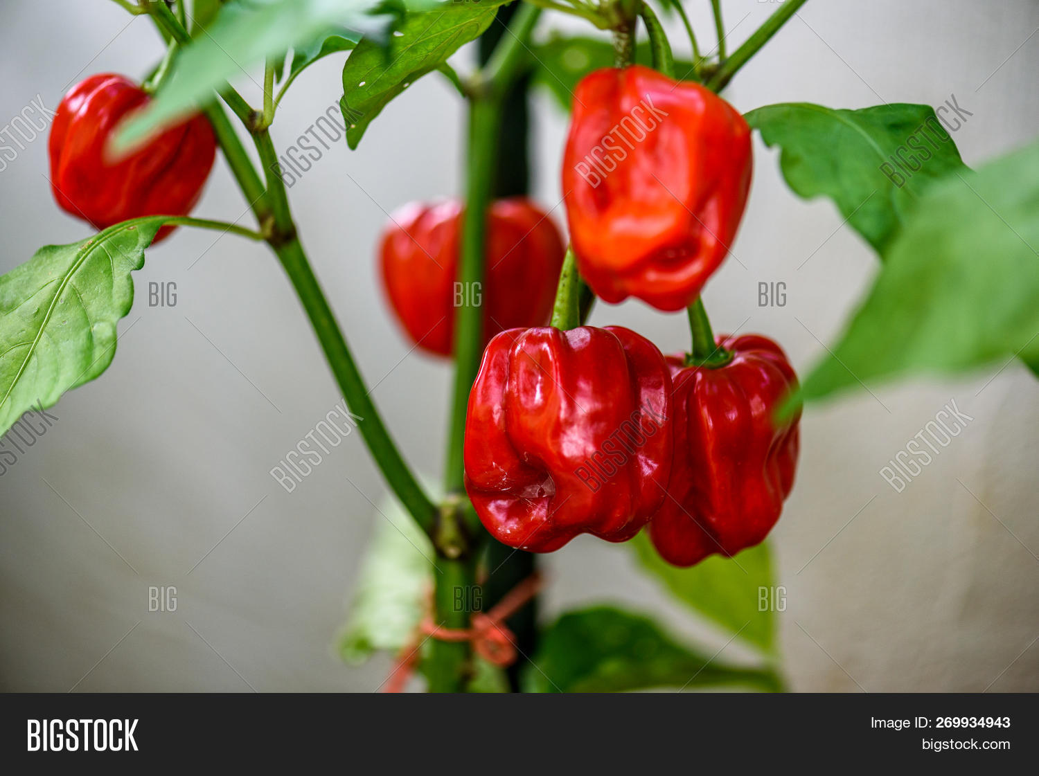 Red Hot Chilli Pepper Image & Photo (Free Trial) | Bigstock