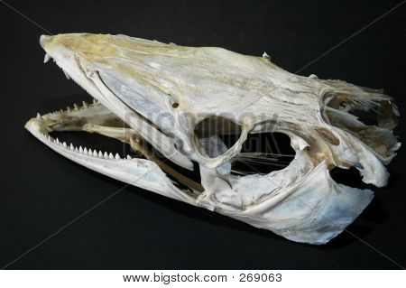 Bones Codfish Head Image & Photo (Free Trial) | Bigstock