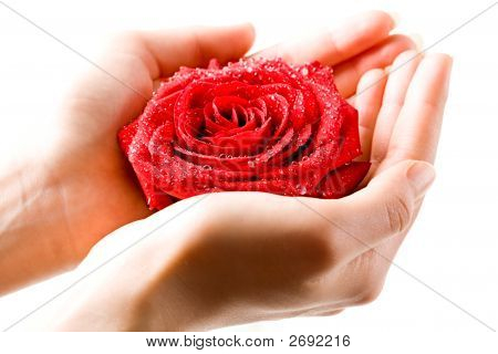 Rose Hand Image & Photo (Free Trial) | Bigstock