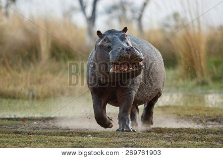 Aggressive Hippo Male Image & Photo (Free Trial) | Bigstock