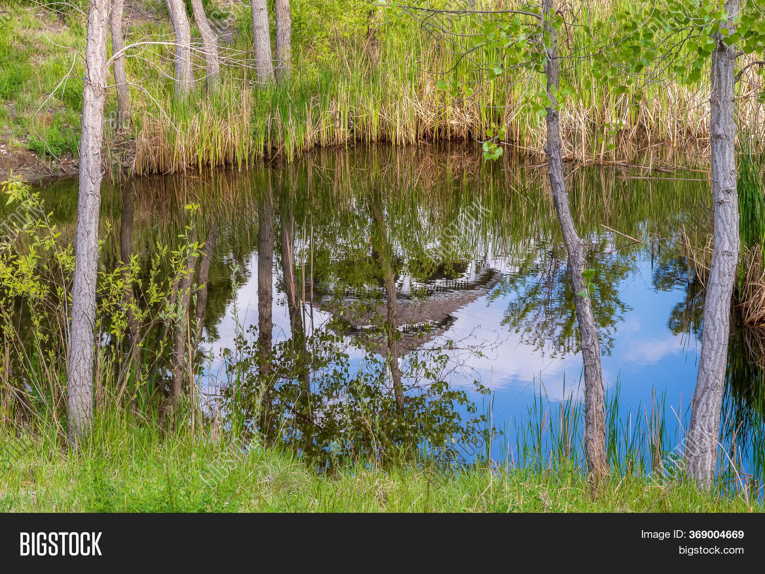 Trees Pond Reflection Image & Photo (Free Trial) | Bigstock
