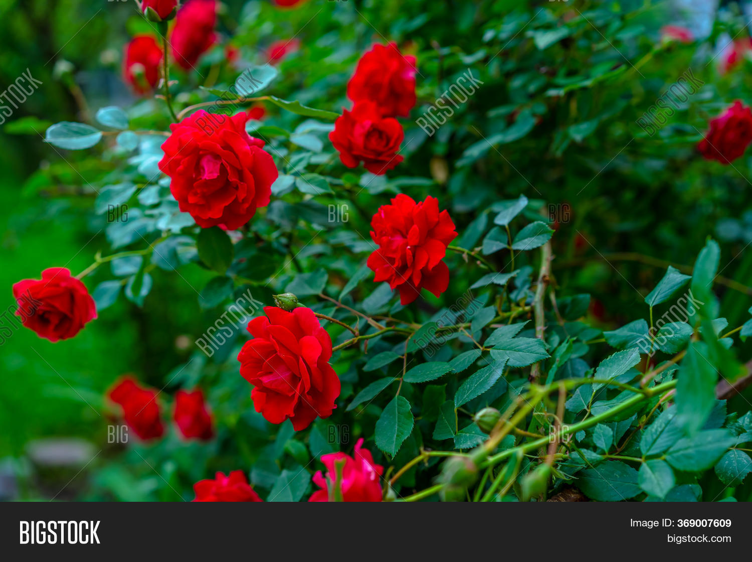 Blooming Rose Bush Image & Photo (Free Trial) | Bigstock