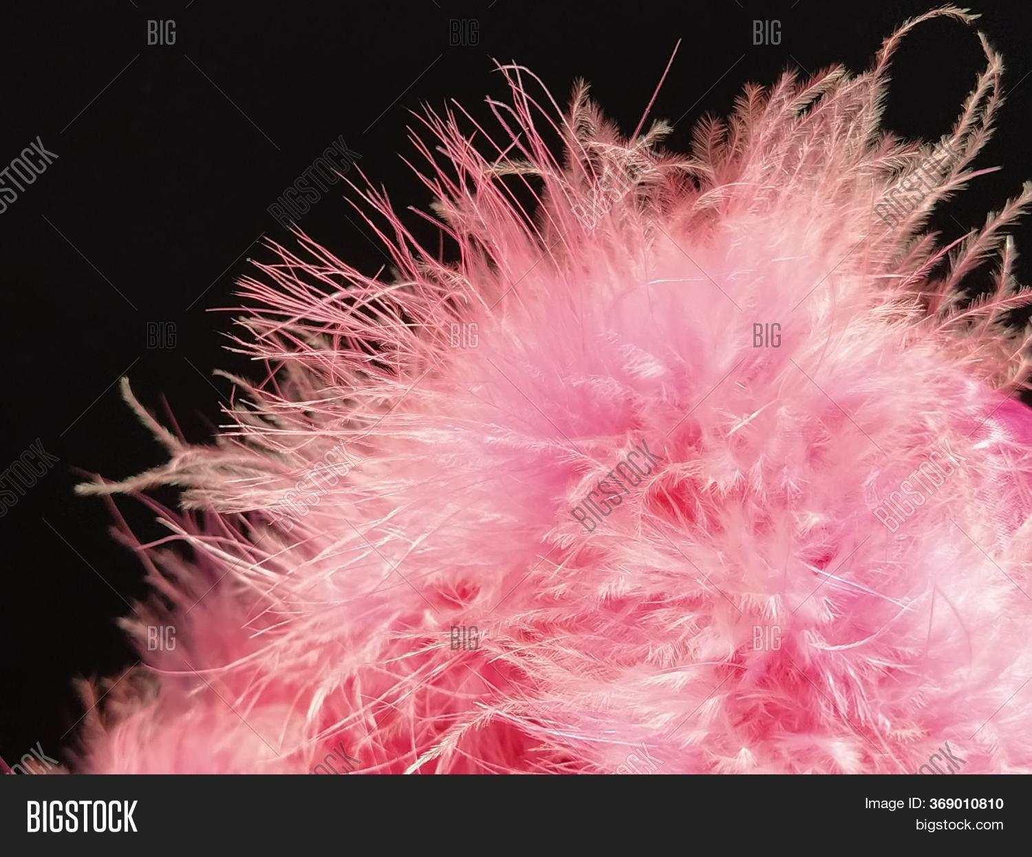 Delicate Pink Fluff On Image & Photo (Free Trial) | Bigstock