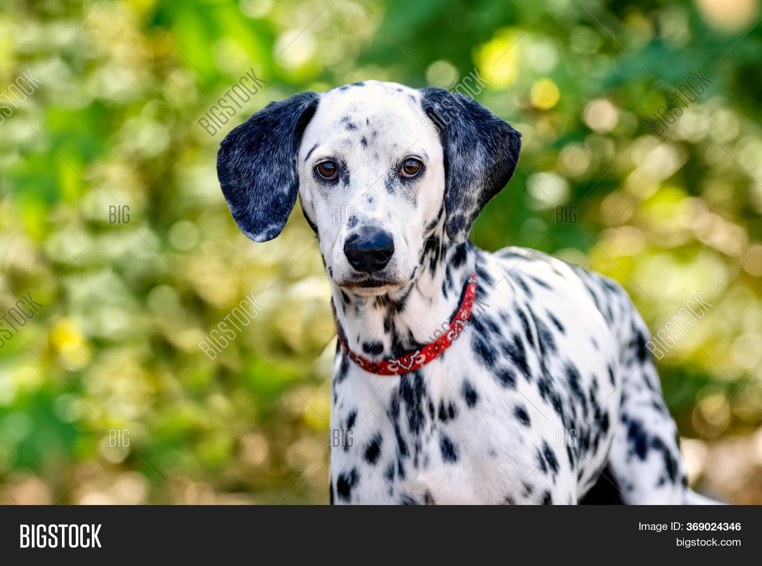 Dalmatian Purebred Image & Photo (Free Trial) | Bigstock