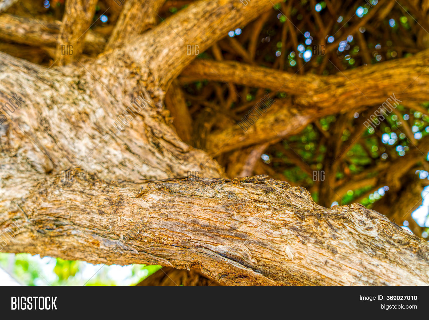 Winding Trunks Roots Image & Photo (Free Trial) | Bigstock