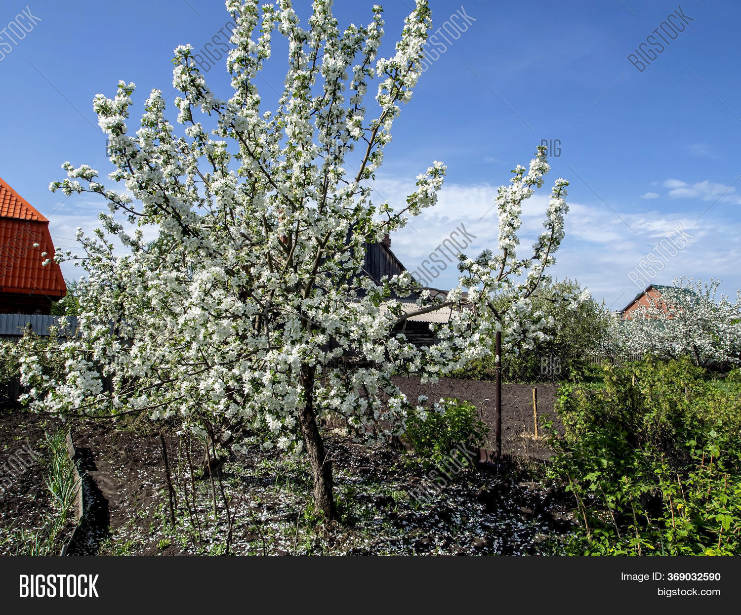 Blooming Apple Tree Image & Photo (Free Trial) | Bigstock