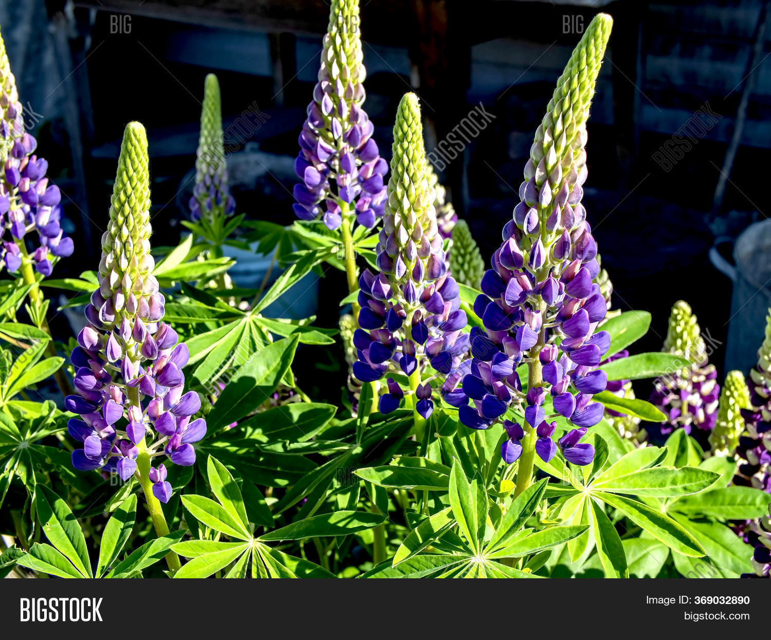 Purple Lupin Blooms Image & Photo (Free Trial) | Bigstock