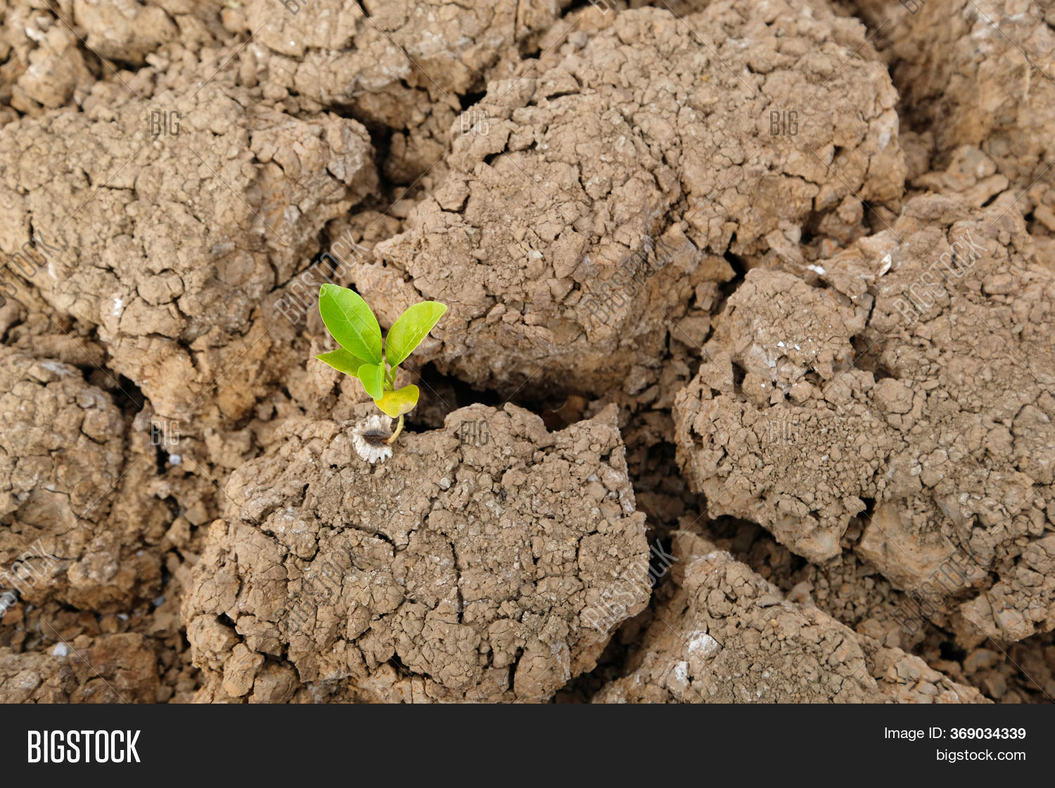 Brown Soil Surface Image & Photo (Free Trial) | Bigstock