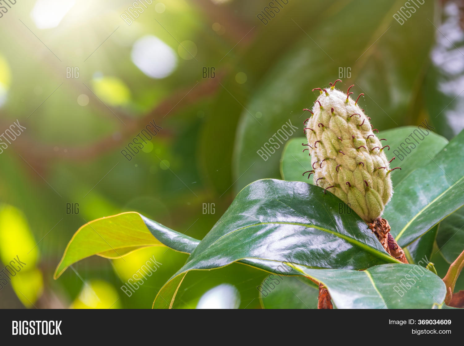 Magnolia Fruit Sun. Image & Photo (Free Trial) | Bigstock