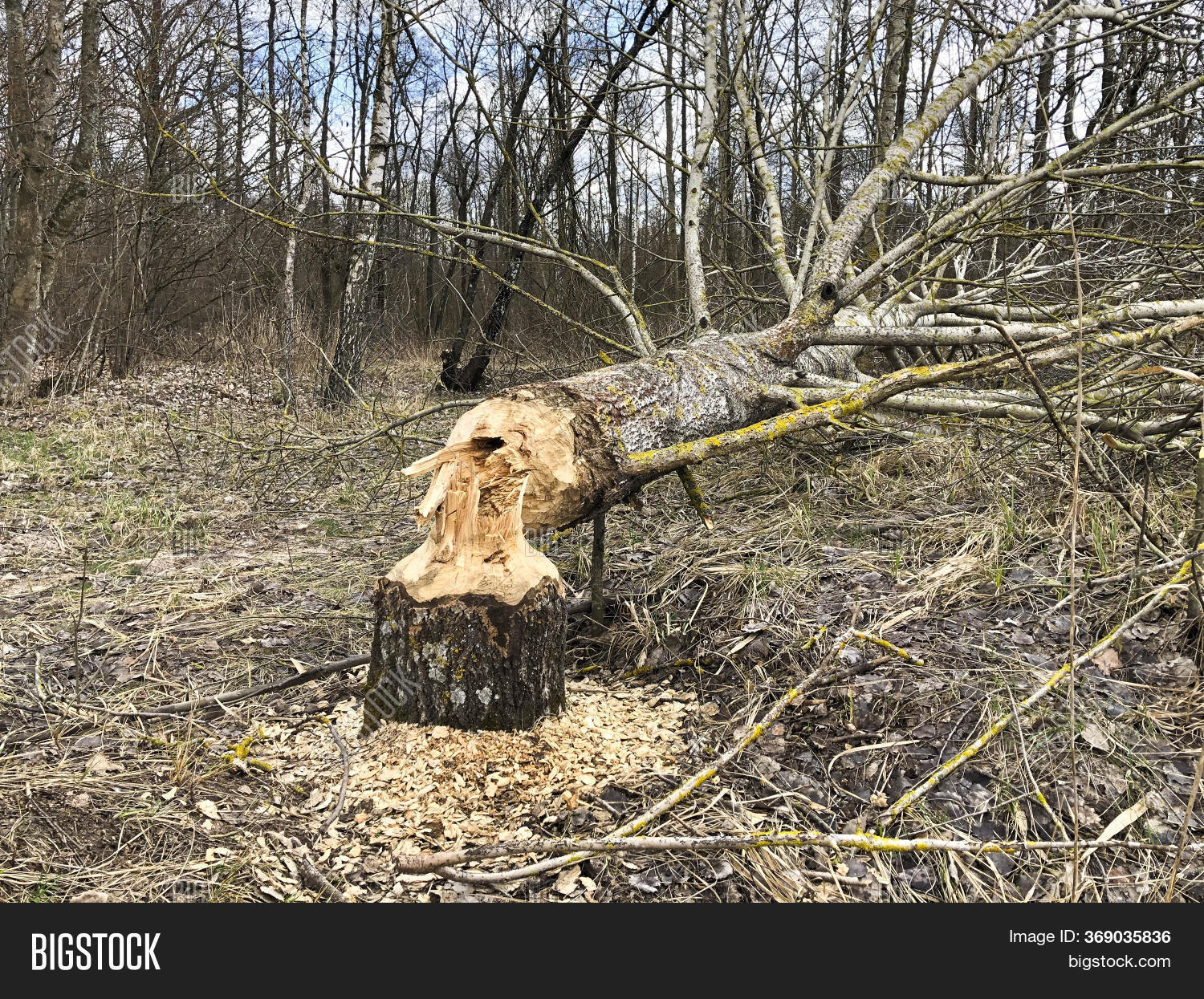 Tree Gnawed By Beavers Image & Photo (Free Trial) | Bigstock