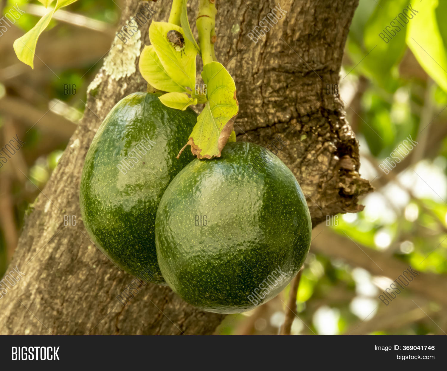 Avocado Tree Sunny Day Image & Photo (Free Trial) | Bigstock