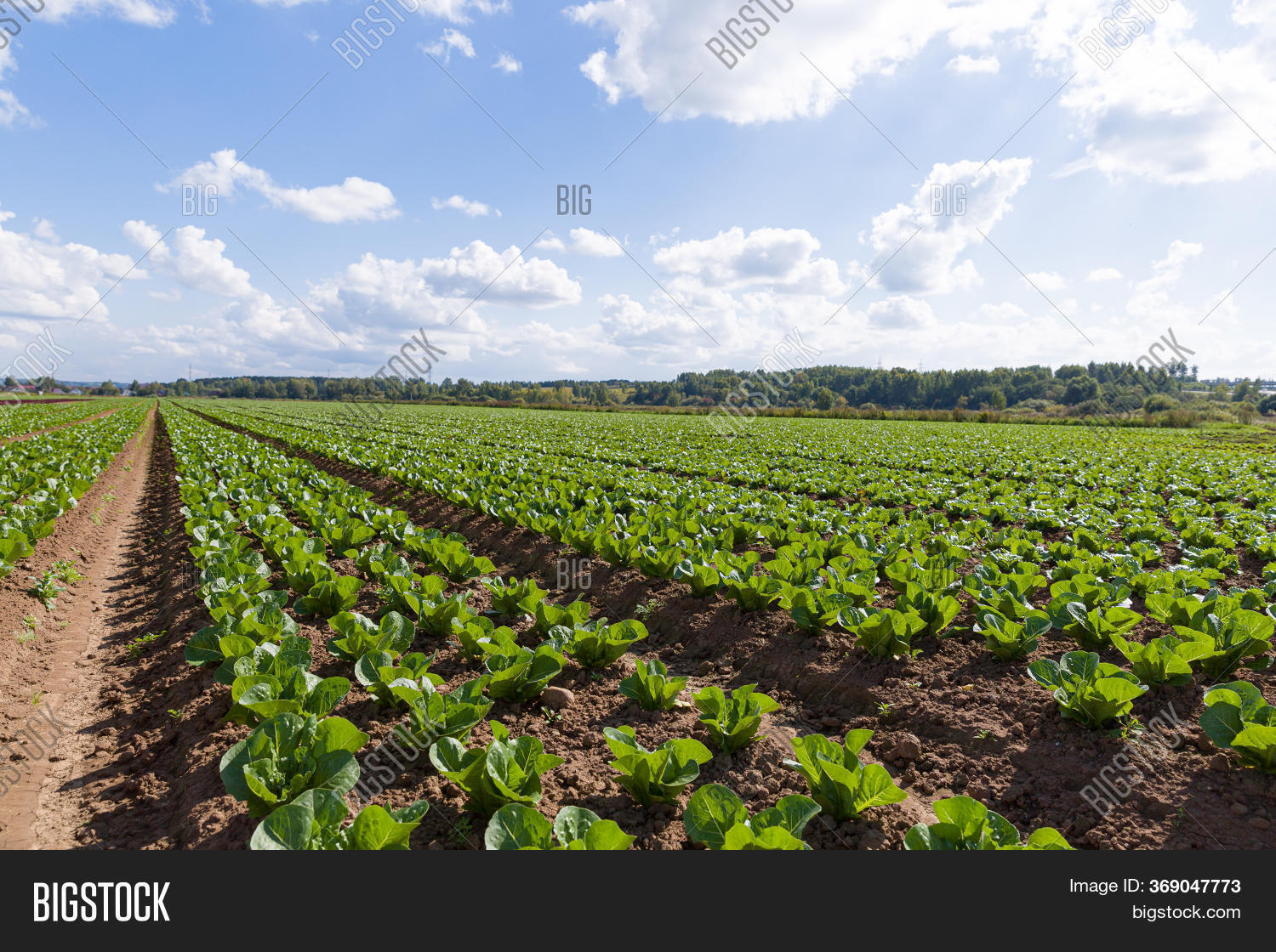Plantations Seedlings Image & Photo (Free Trial) | Bigstock