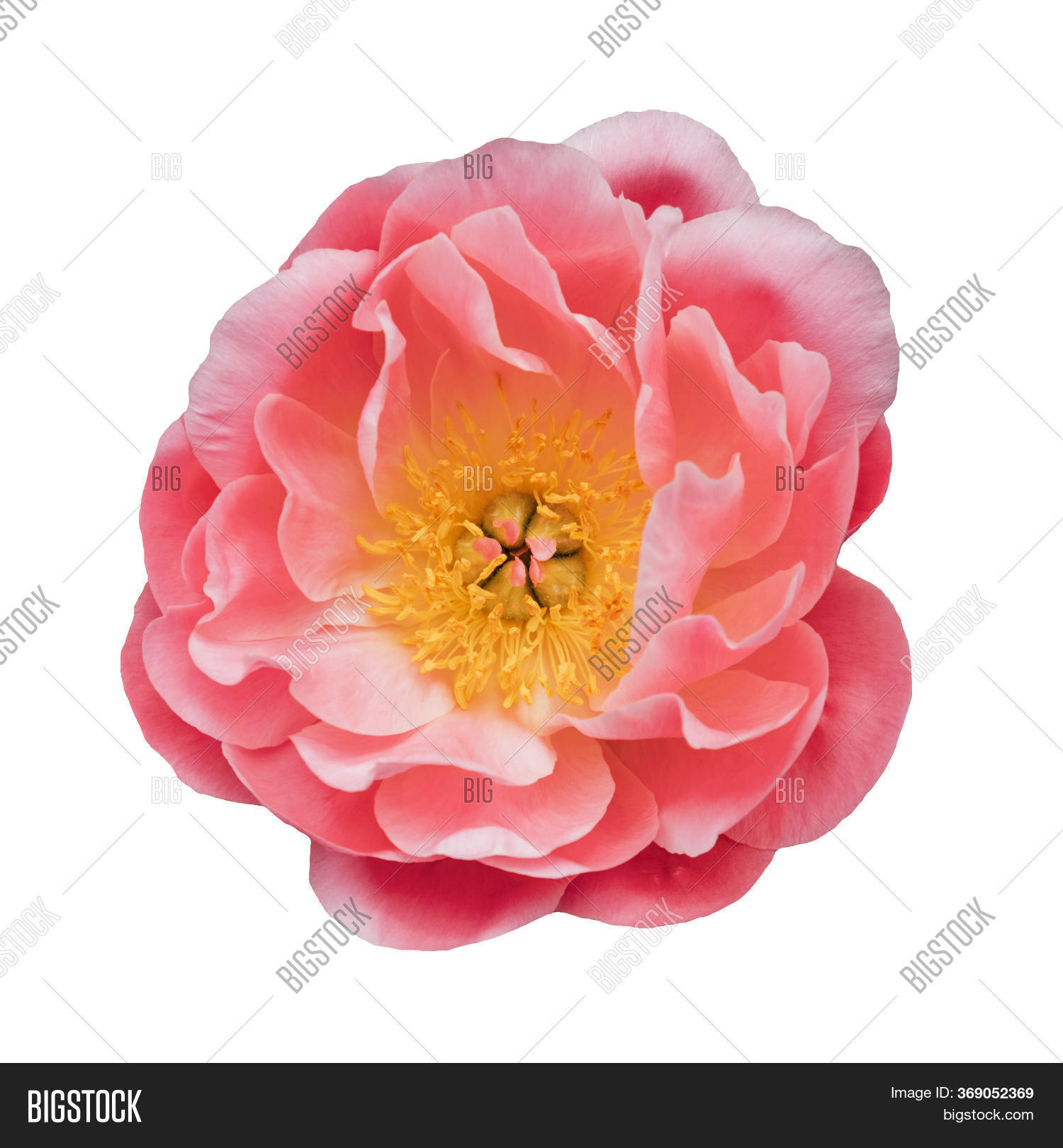 Beautiful Fresh Coral Image & Photo (Free Trial) | Bigstock