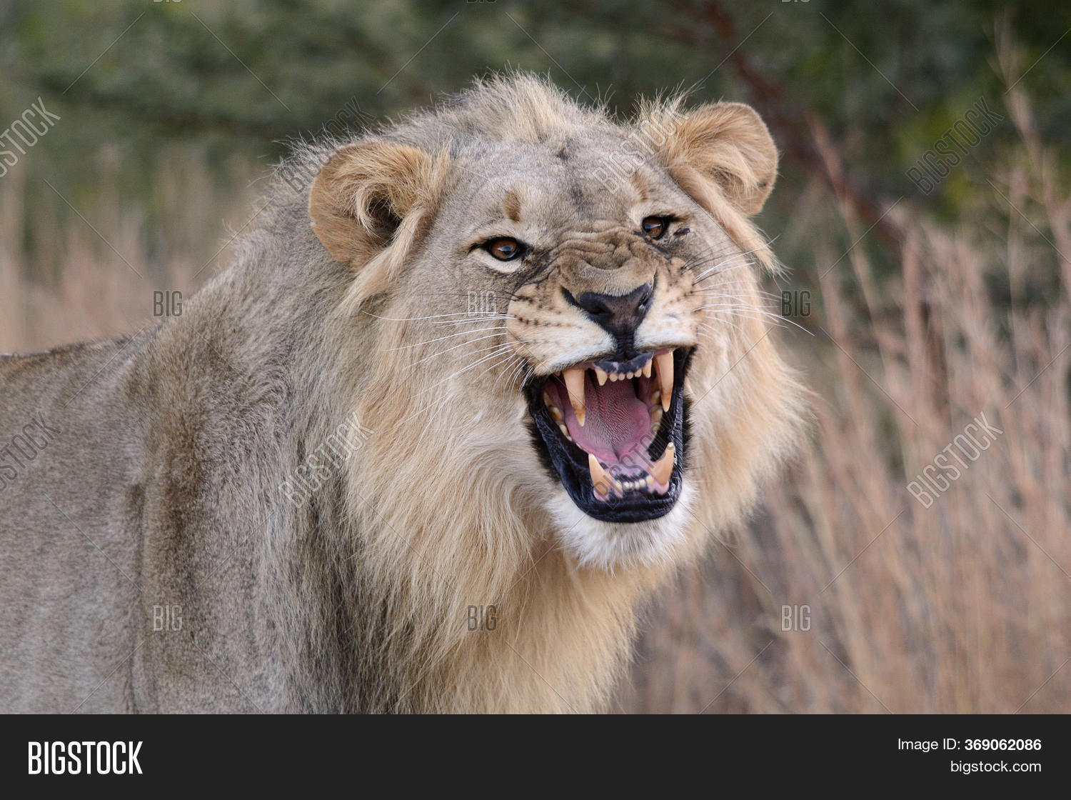 Vicious Young Lion Image & Photo (Free Trial) | Bigstock