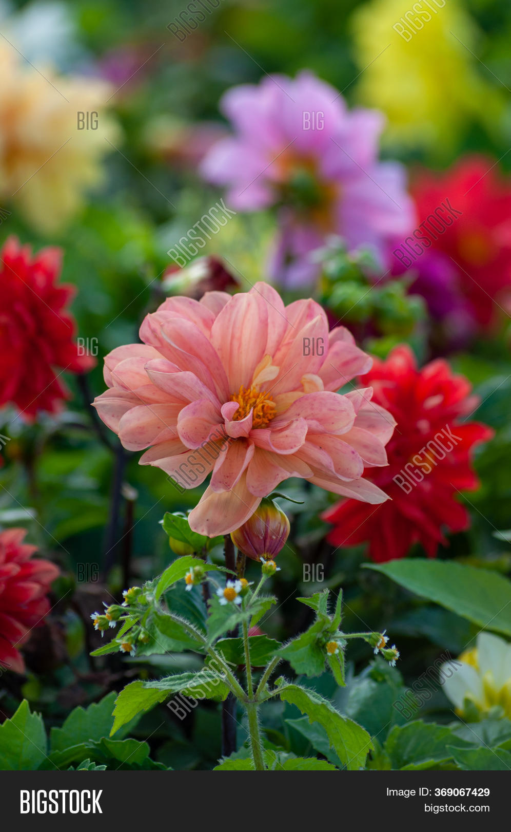 Multi-colored Peonies Image & Photo (Free Trial) | Bigstock