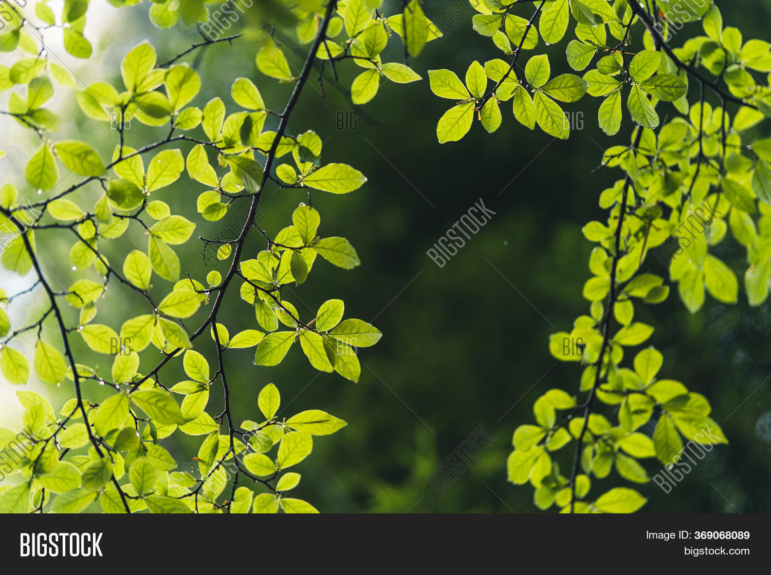 Leaves-green Sprouting Image & Photo (Free Trial) | Bigstock