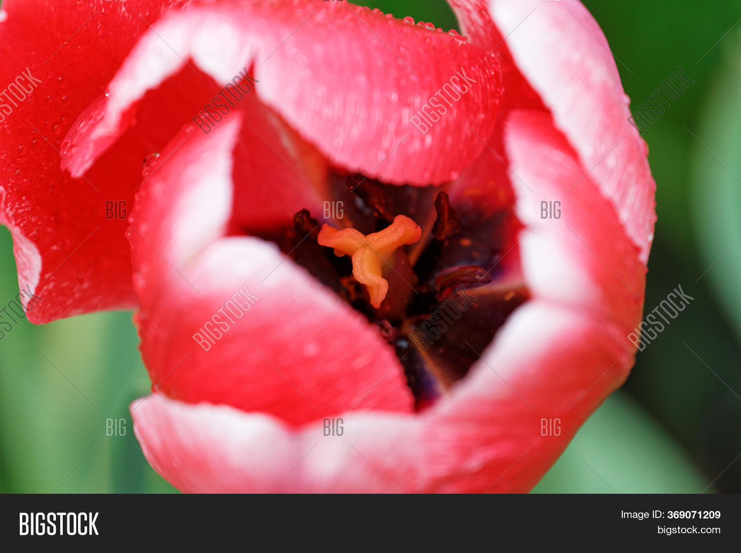 Tulip Top View Close Image & Photo (Free Trial) | Bigstock