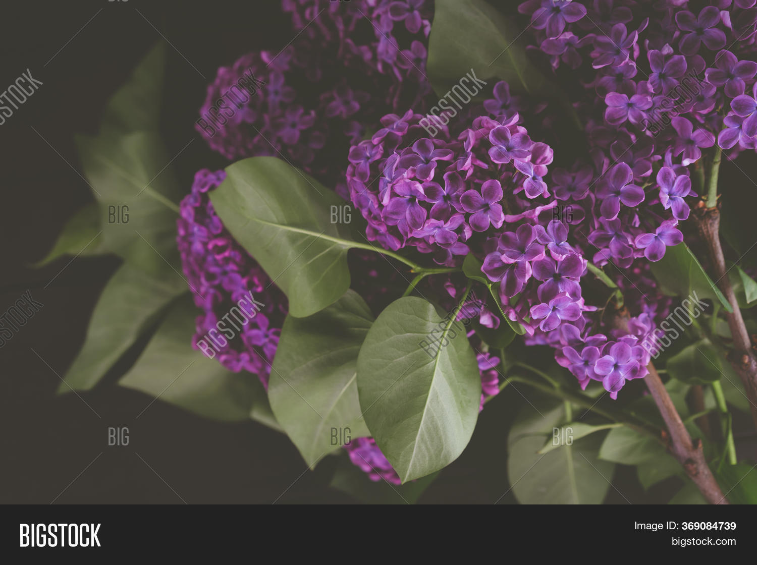 Lilac Branch On Wooden Image & Photo (Free Trial) | Bigstock