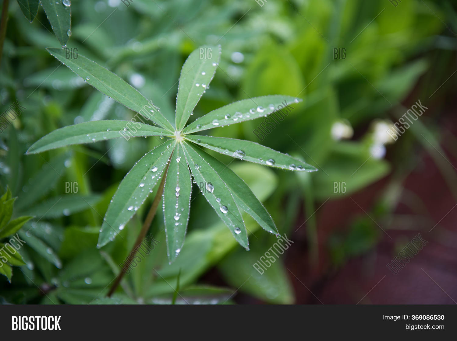 Leaves Juicy Grass Image & Photo (Free Trial) | Bigstock