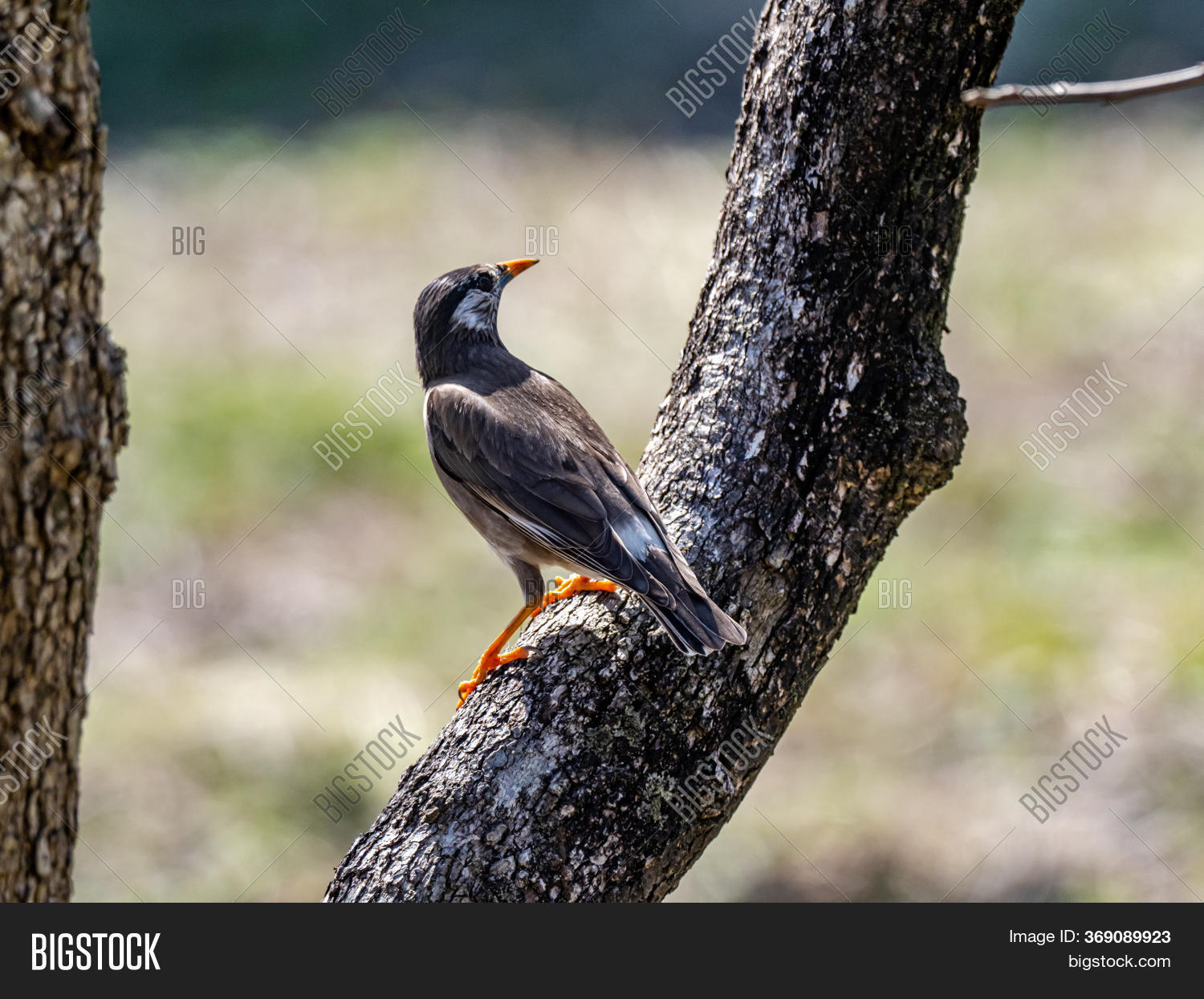 White-cheeked Starling Image & Photo (Free Trial) | Bigstock