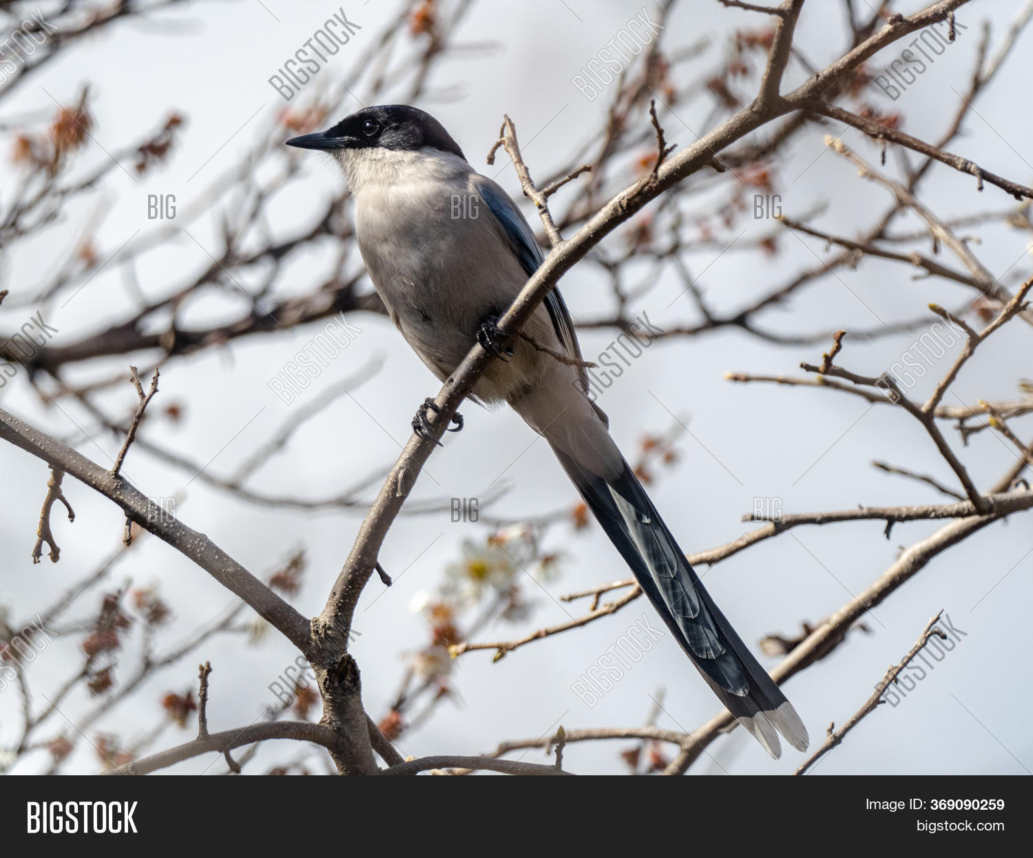 Azure-winged Magpie, Image & Photo (Free Trial) | Bigstock