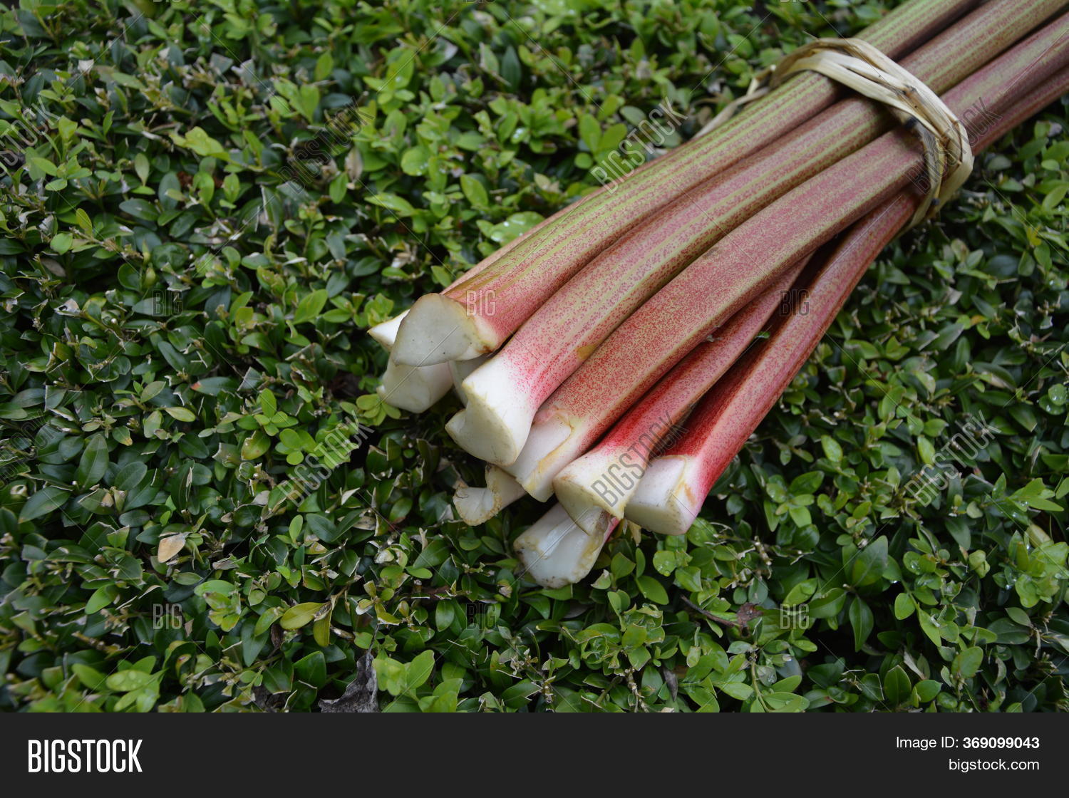 Vibrant Red Stalks Image & Photo (Free Trial) | Bigstock
