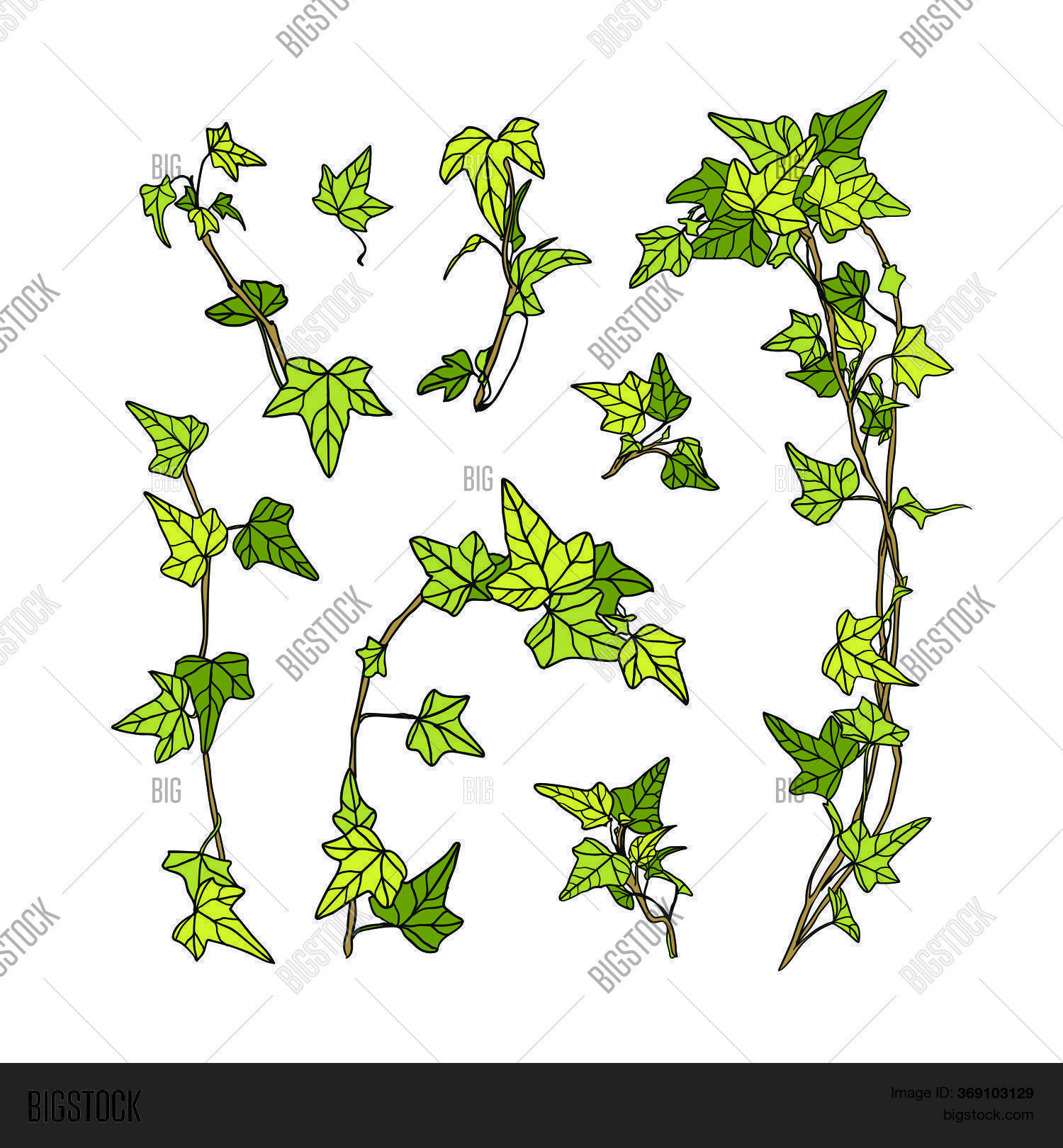 Set Vector Ivy Leaves Vector & Photo (Free Trial) | Bigstock