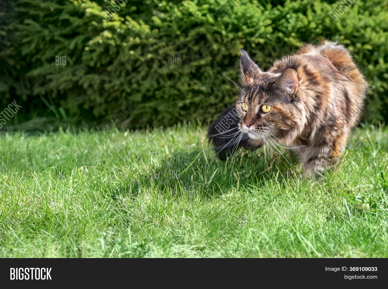 Cat Maine Coon Image & Photo (Free Trial) | Bigstock