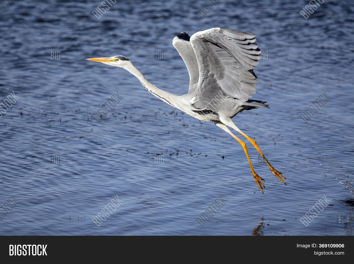 Grey Heron Taking Off Image & Photo (Free Trial) | Bigstock