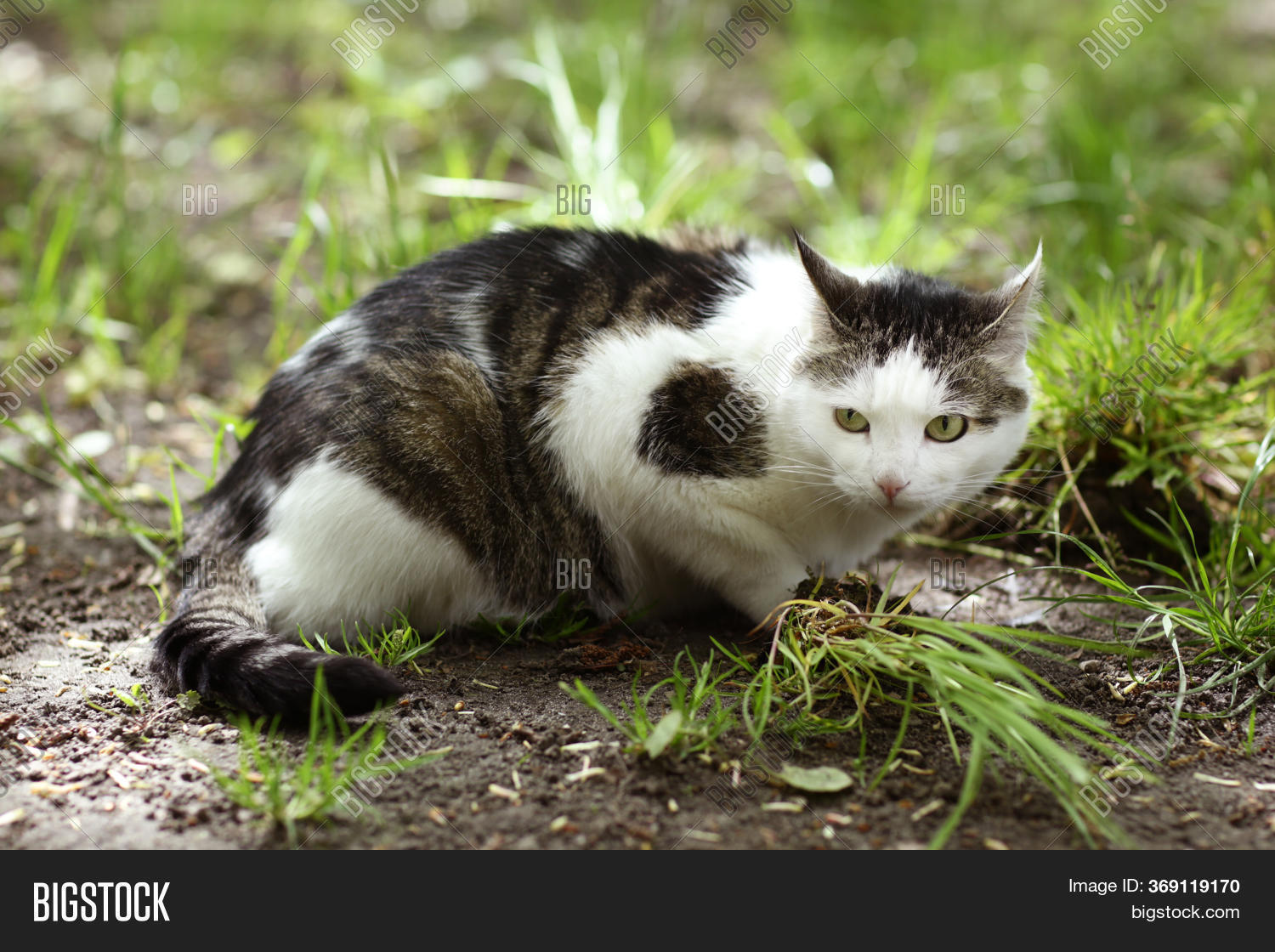 Country Cat Outdoor Image & Photo (Free Trial) | Bigstock
