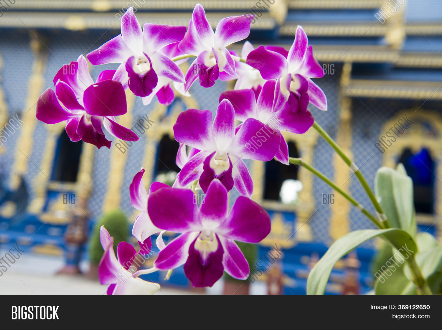 Thailand Chiang Rai Image & Photo (Free Trial) | Bigstock