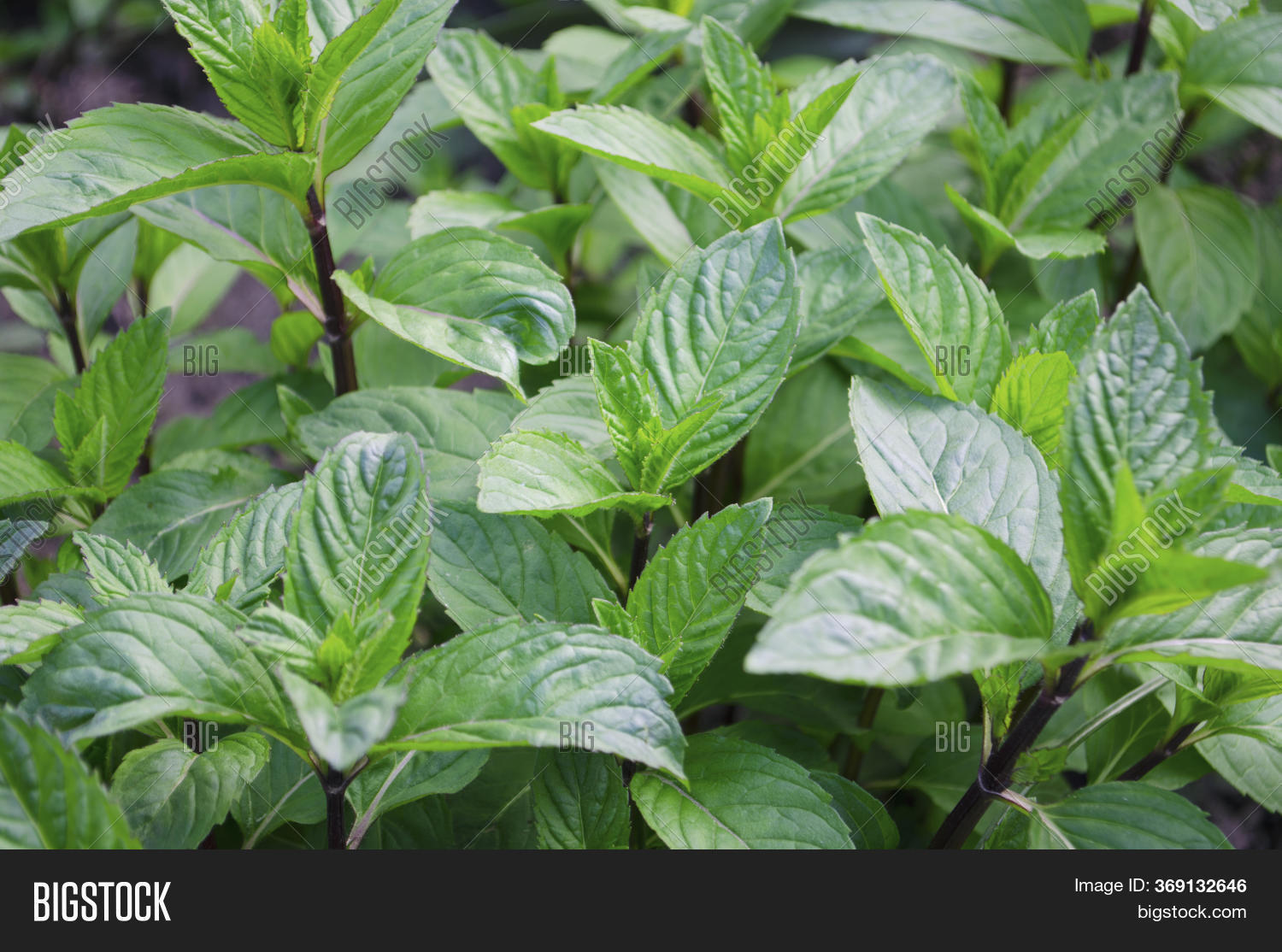 Mint Plant Lemon Balm Image & Photo (Free Trial) | Bigstock