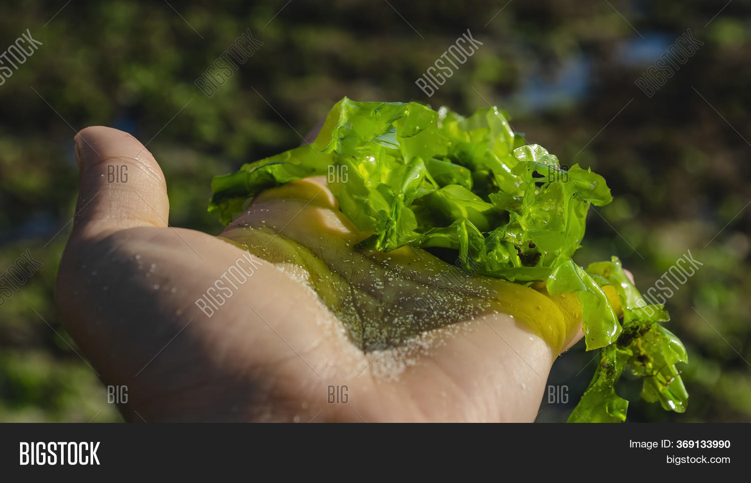 Algae Lie On Hand Image & Photo (Free Trial) | Bigstock