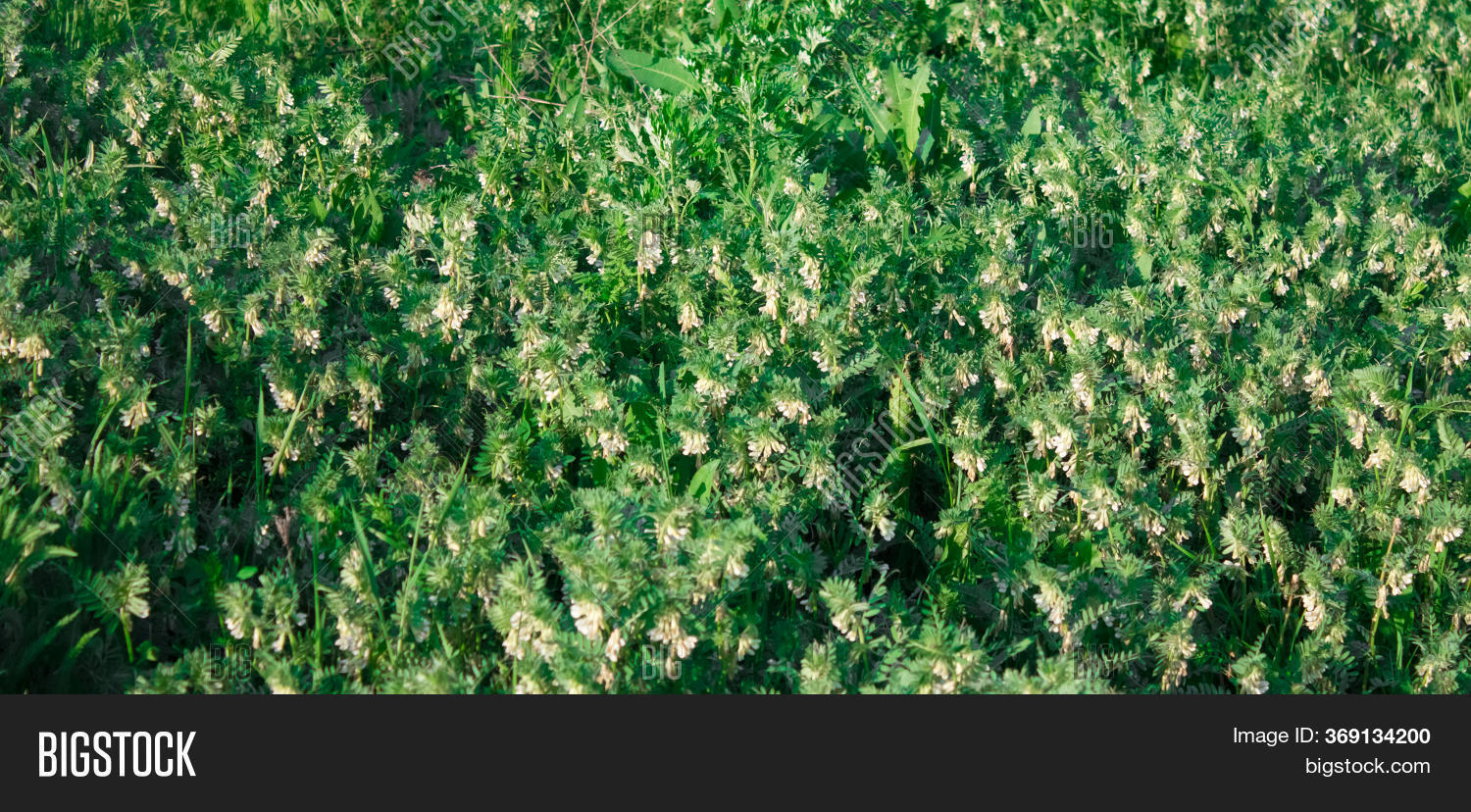 Green Weaving Plant Image & Photo (Free Trial) | Bigstock