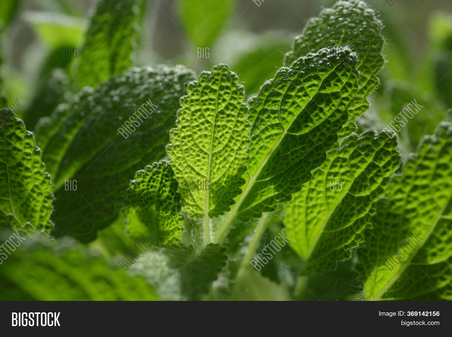 Muscat Sage (salvia Image & Photo (Free Trial) | Bigstock