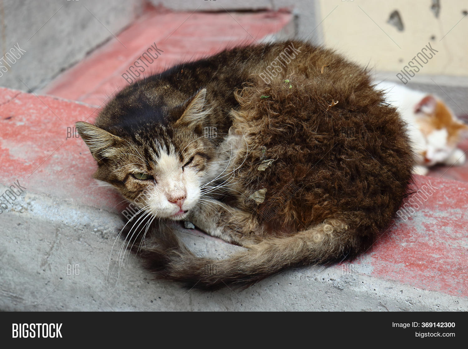 Cynical Sceptical Cat Image & Photo (Free Trial) | Bigstock