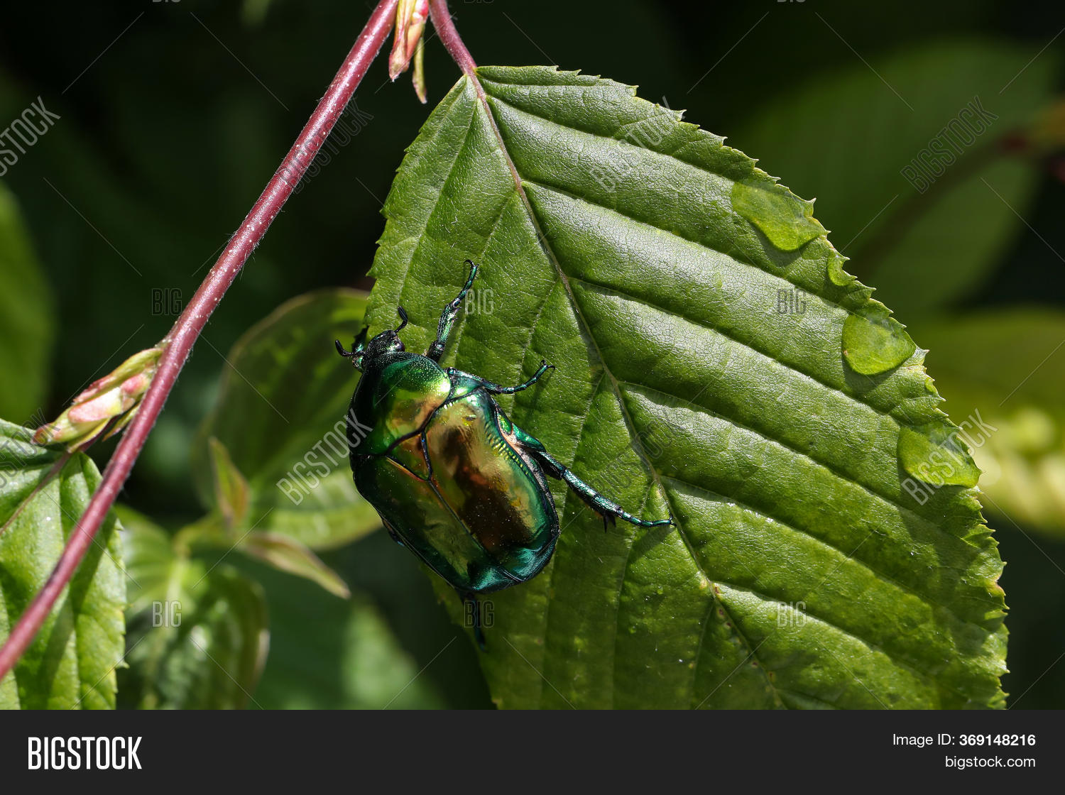 Macro Photo Cetonia Image & Photo (Free Trial) | Bigstock