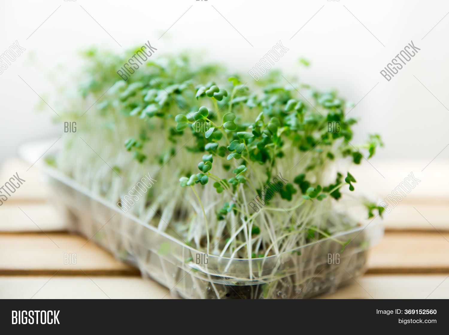 Fresh Micro Greens Image & Photo (Free Trial) | Bigstock