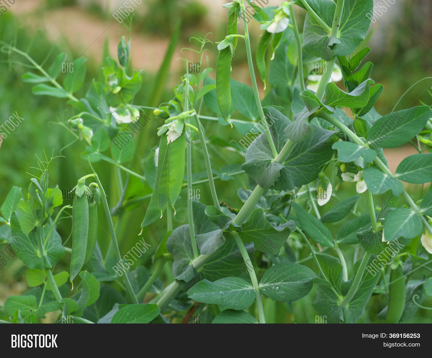 Photo Fresh Bright Image & Photo (Free Trial) | Bigstock