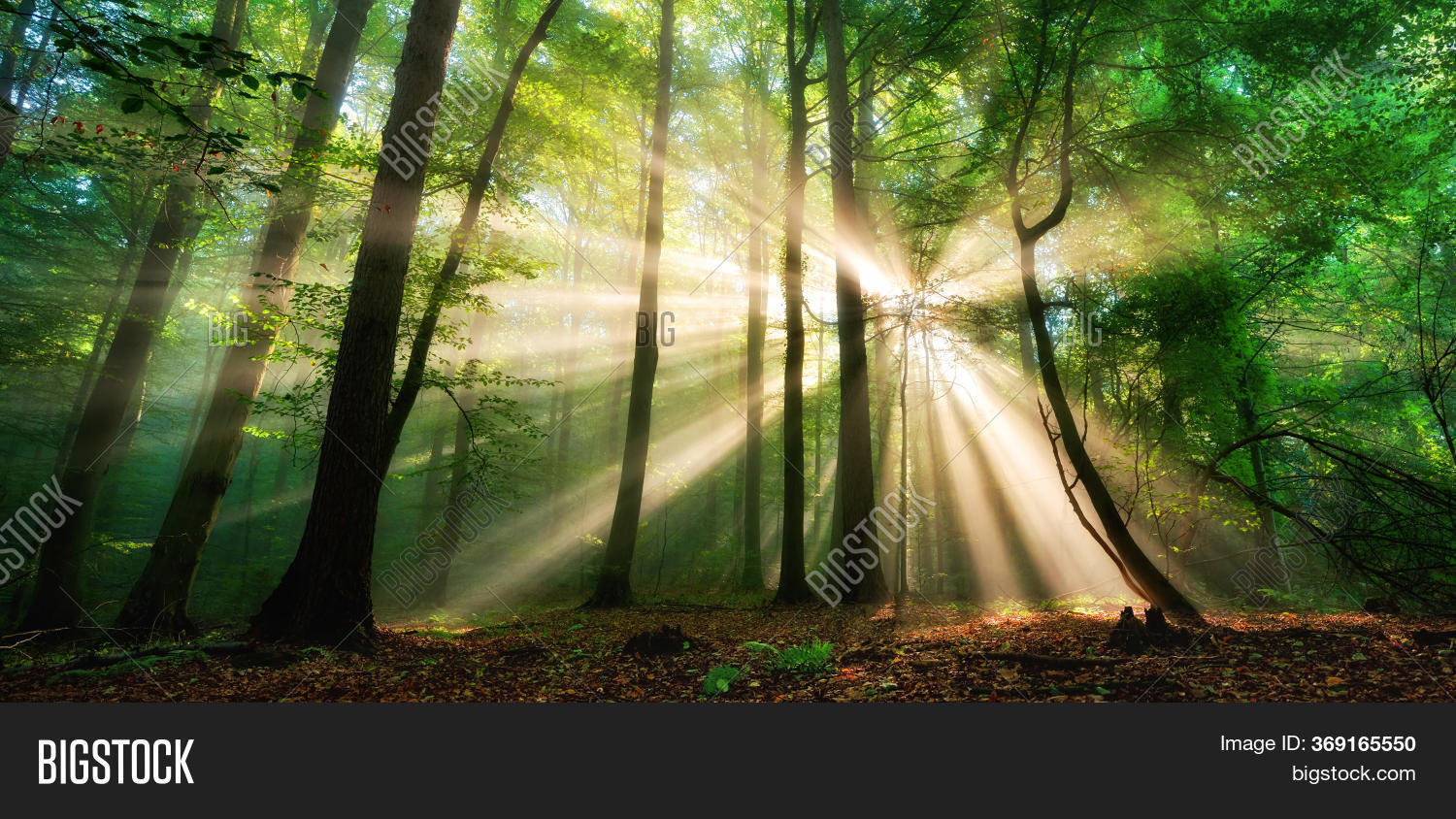 Luminous Rays Sunlight Image & Photo (Free Trial) | Bigstock