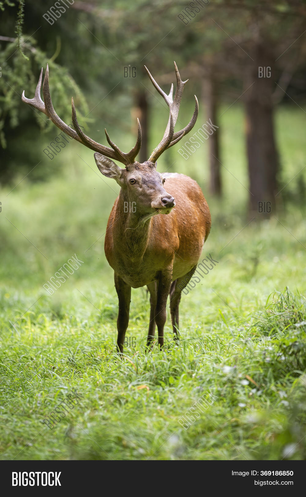 Red Deer Stag Watching Image & Photo (Free Trial) | Bigstock