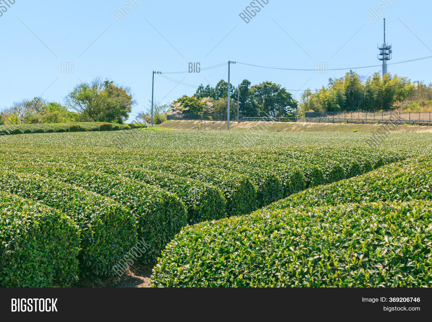 Landscape Tea Field Image & Photo (Free Trial) | Bigstock