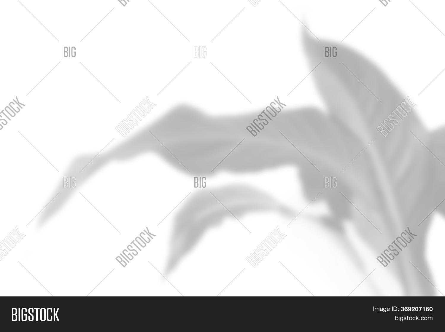 Summer Plant Shadow Image & Photo (Free Trial) | Bigstock