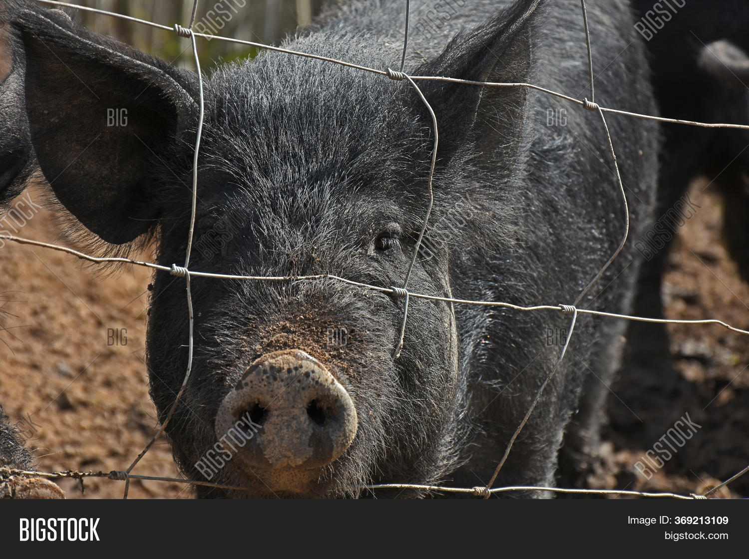 Close Image Young Male Image & Photo (Free Trial) | Bigstock