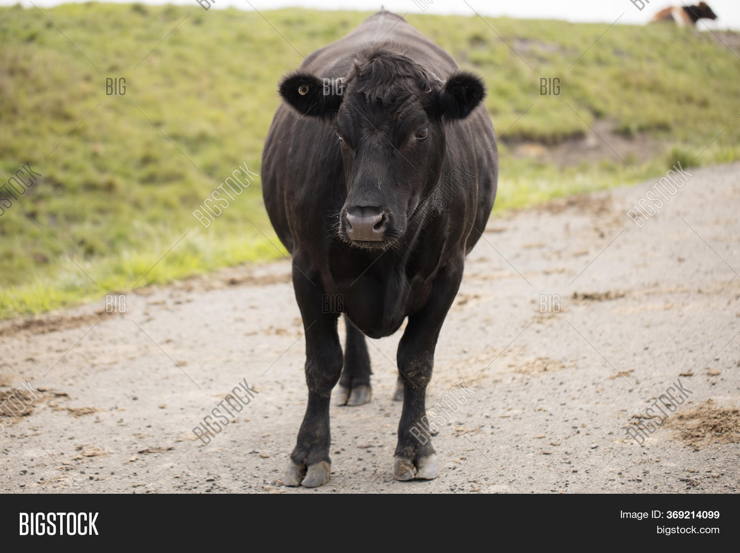 Black Cow On Farm Image & Photo (Free Trial) | Bigstock
