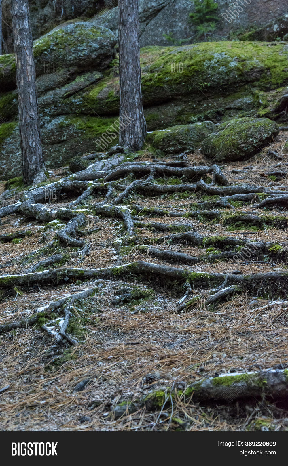 Tree Roots Protruding Image & Photo (Free Trial) | Bigstock