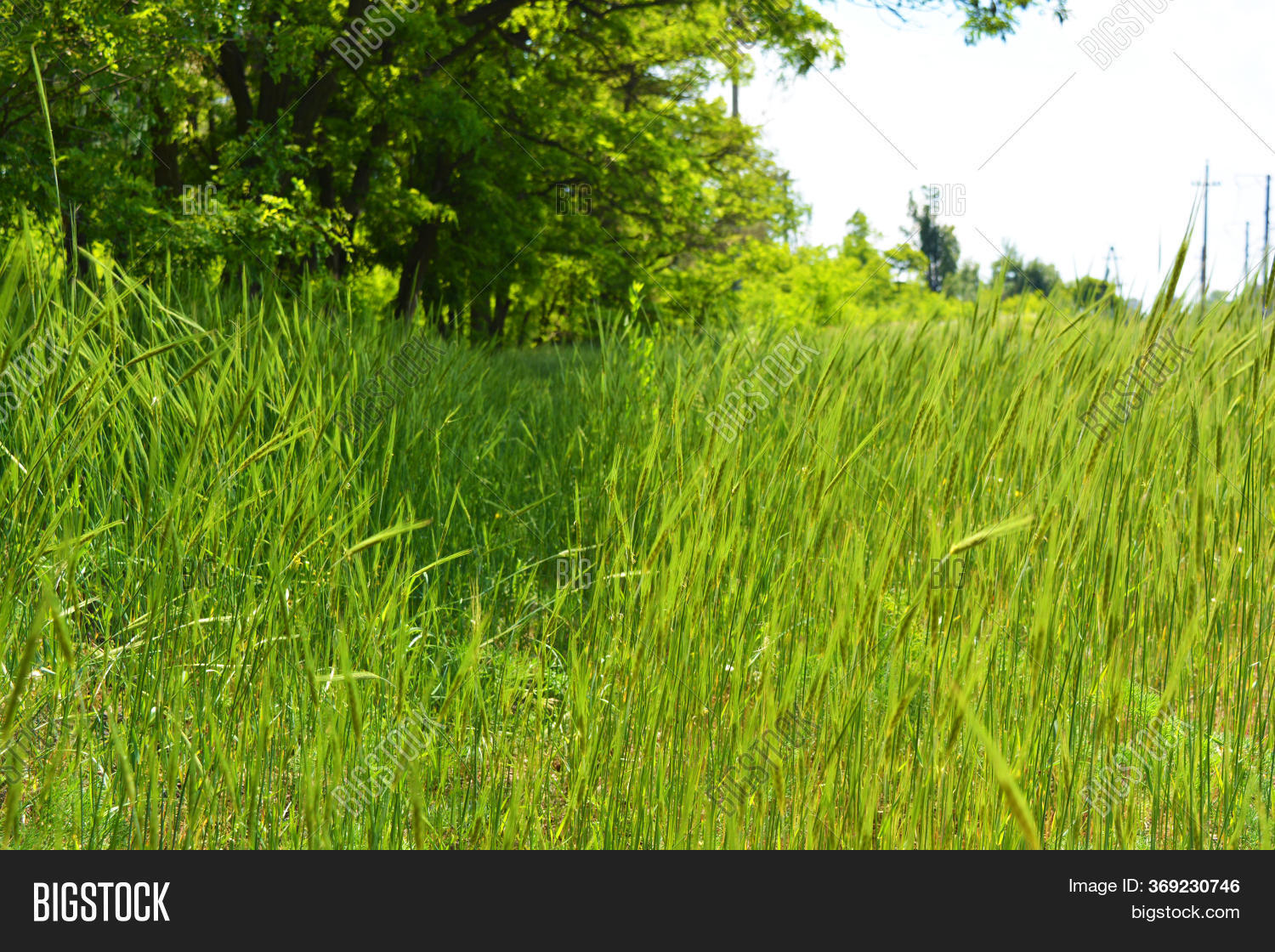 High Lush Green Grass Image & Photo (Free Trial) | Bigstock