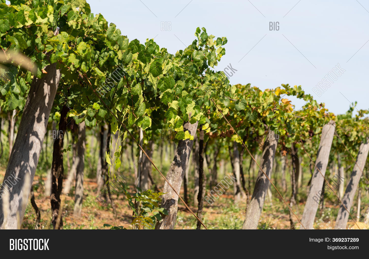 Grape Vines Production Image & Photo (Free Trial) | Bigstock