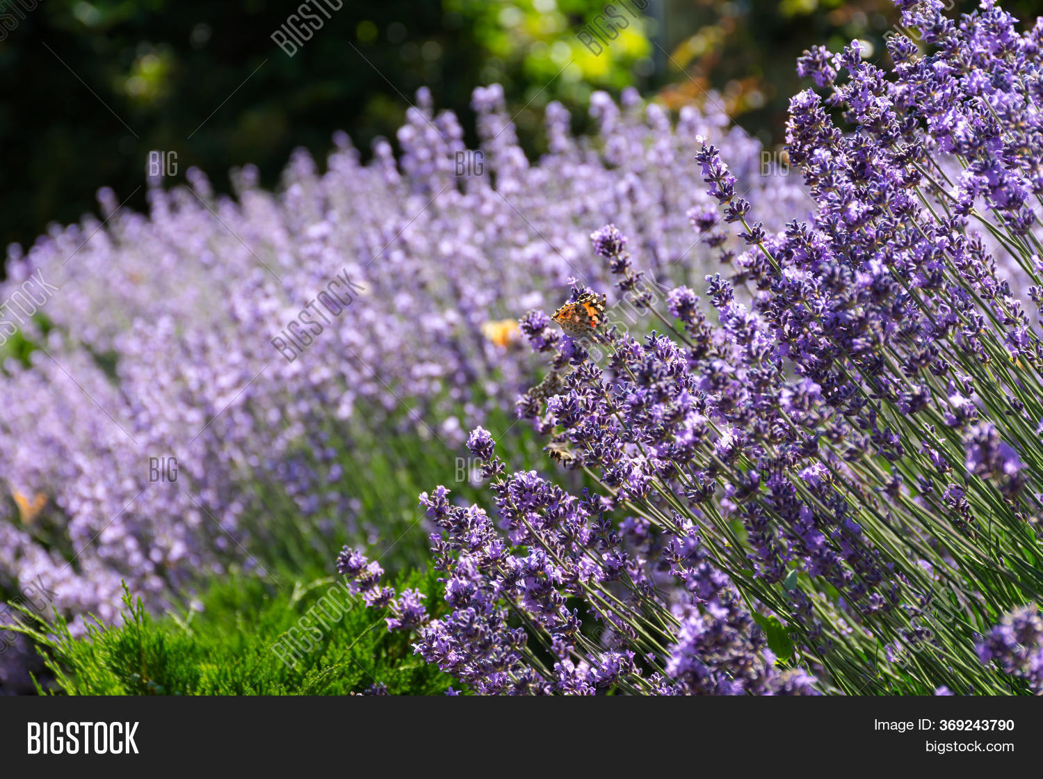 Closeup Lavender Image & Photo (Free Trial) | Bigstock